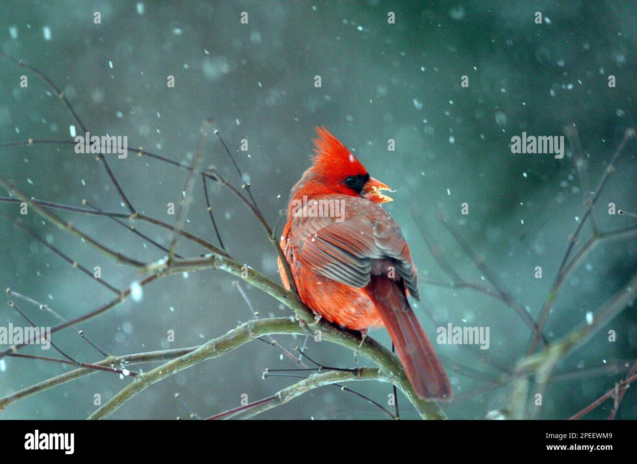 A male cardinal, the official bird of seven U.S. states, including ...