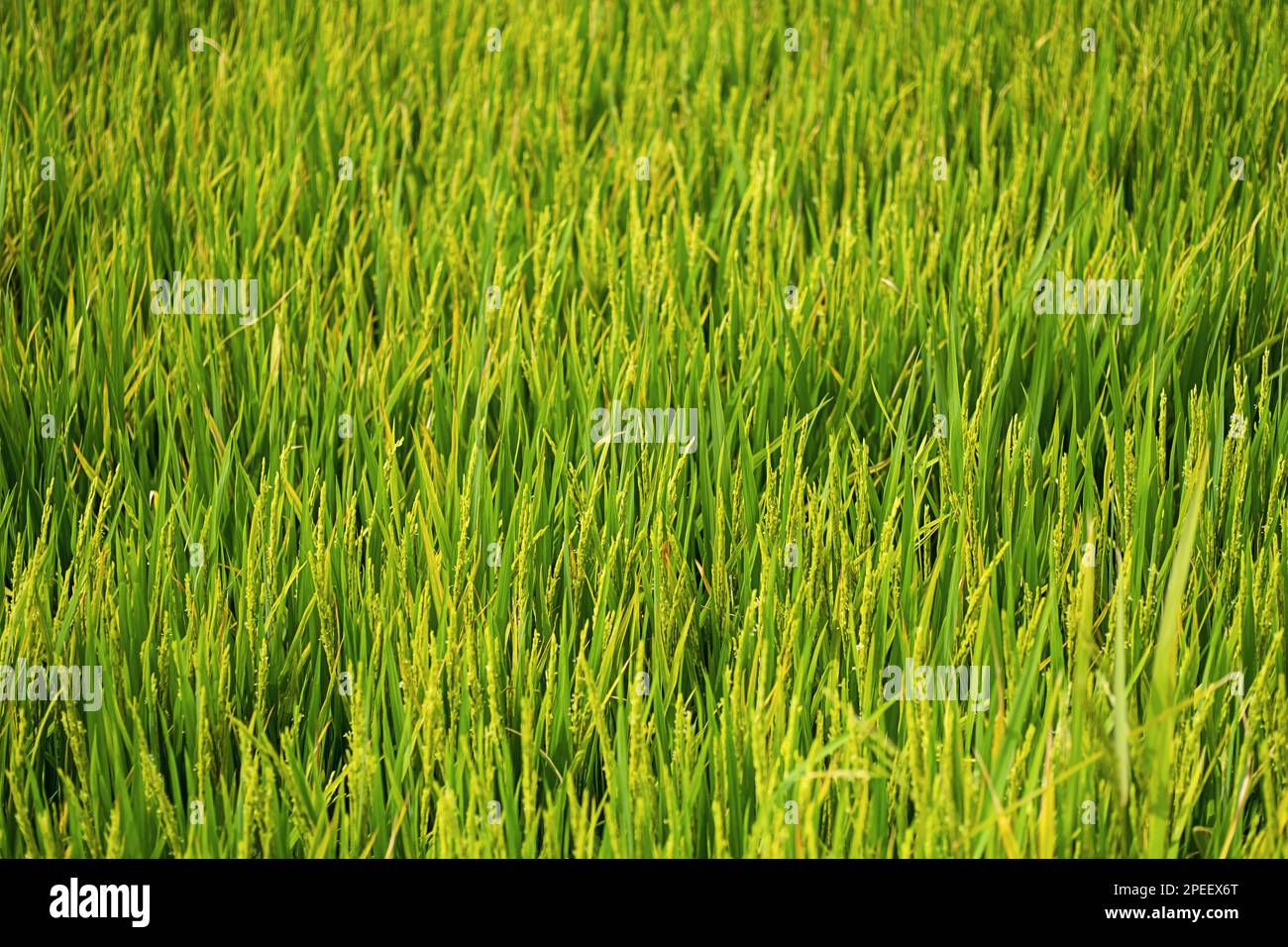 Rice plantation in sunlight. Farm field background Stock Photo - Alamy