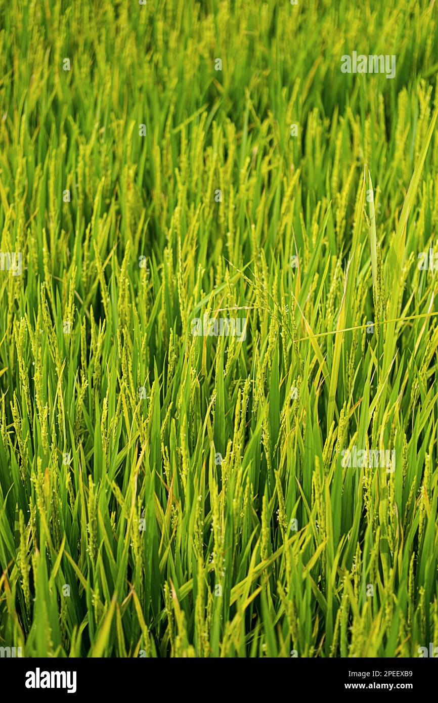 Rice plantation in sunlight. Farm field background Stock Photo - Alamy