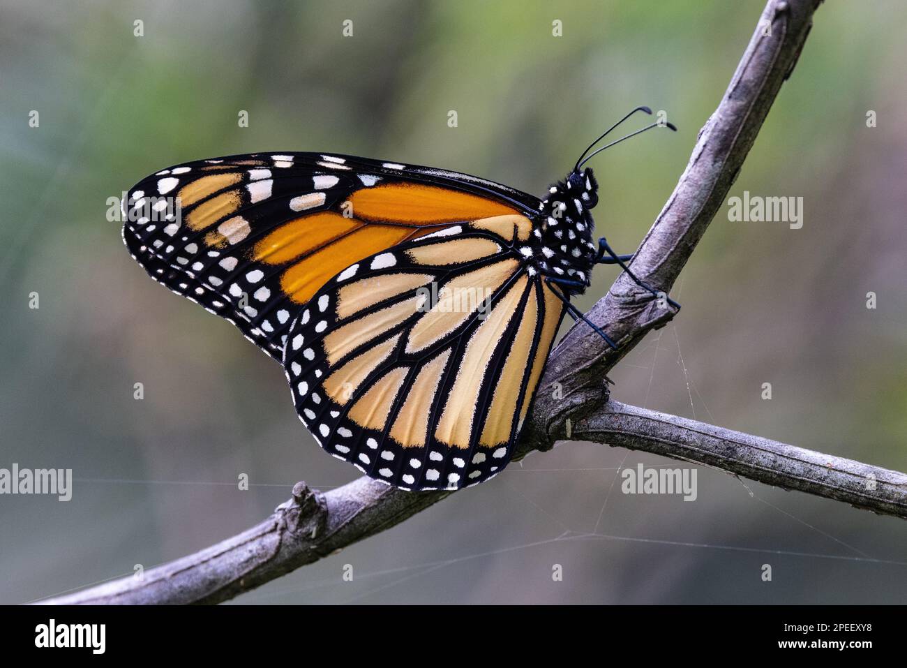 Monarch or Wanderer Butterfly resting on branch Stock Photo - Alamy