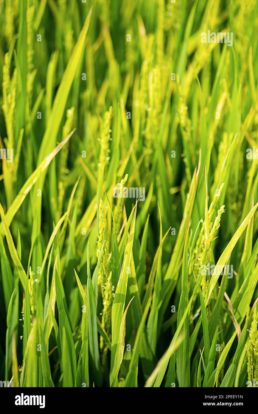 Ears of rice on rice plantation, close up. Agriculture industry ...