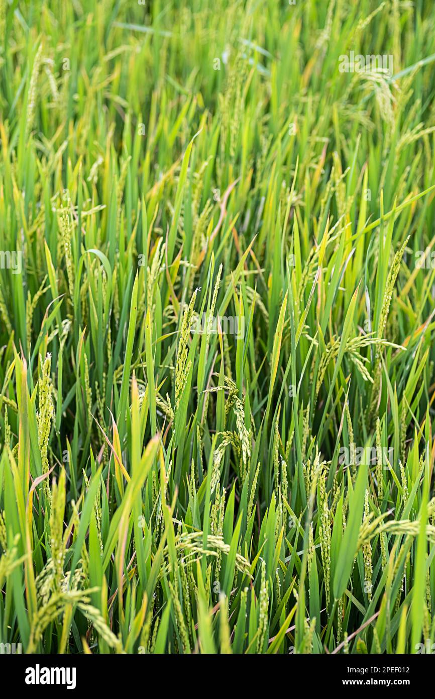 Rice plantation in sunlight. Farm field background Stock Photo - Alamy