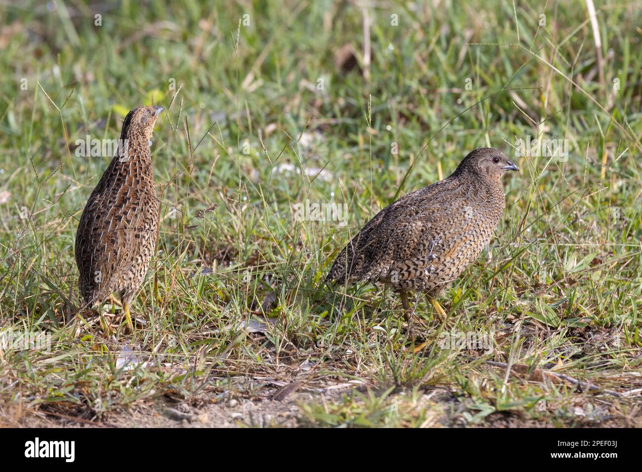 Australian grass seeds hi-res stock photography and images - Alamy
