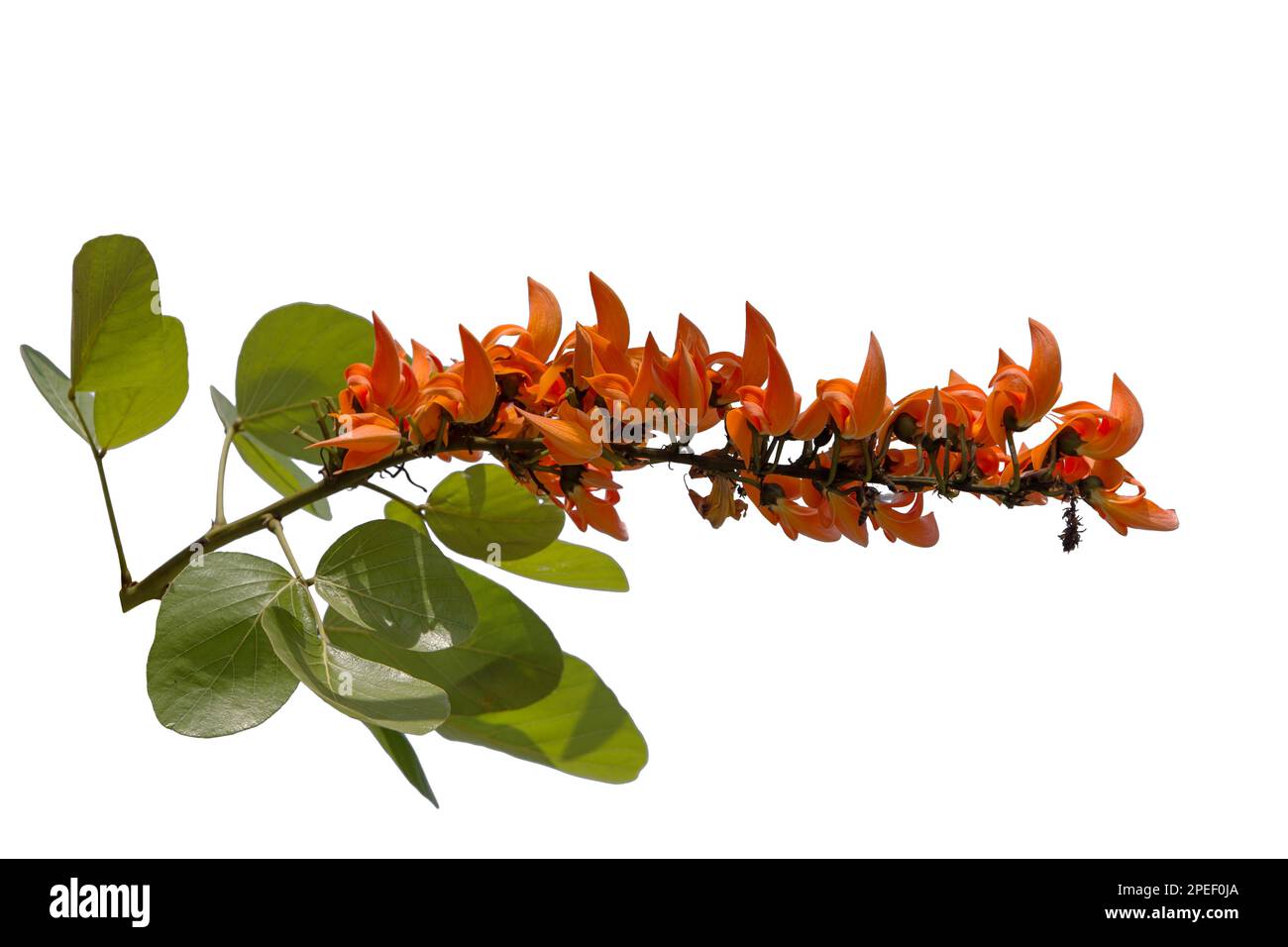 Butea monosperma is a species of Butea native to tropical and sub ...