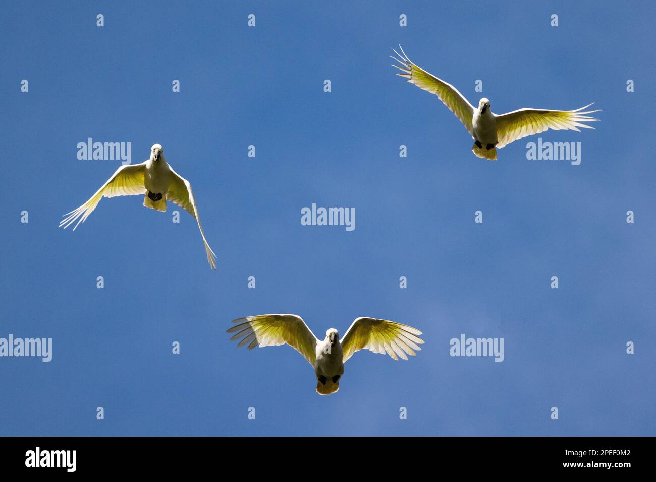 Australian Sulphur-crested Cockatoo's in flight Stock Photo - Alamy