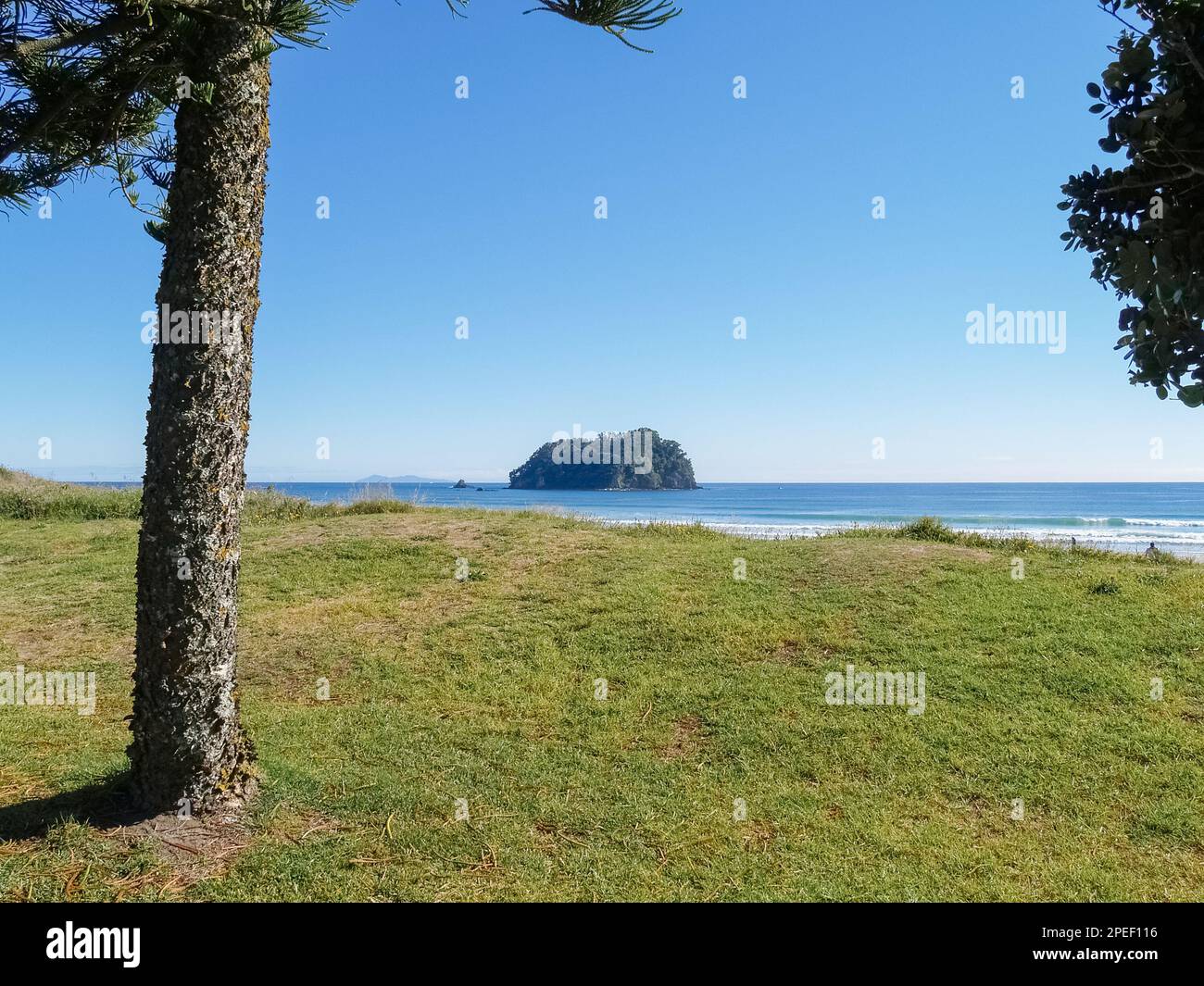 View past tree on dune to ocean beach and horizon at Mount Maunganui ...