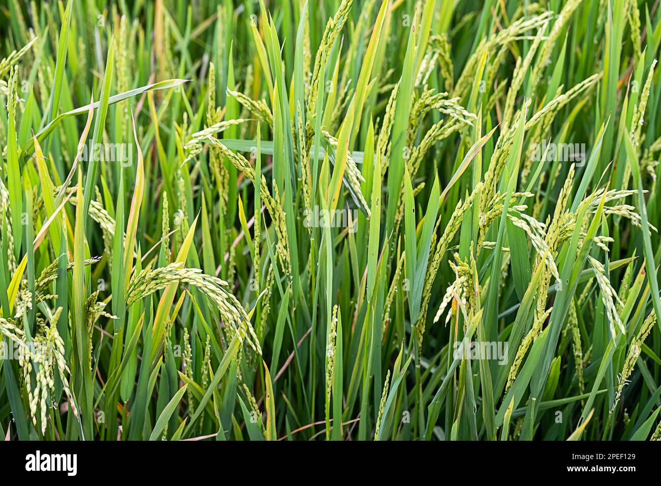 Ears of rice on rice plantation, close up. Agriculture industry ...