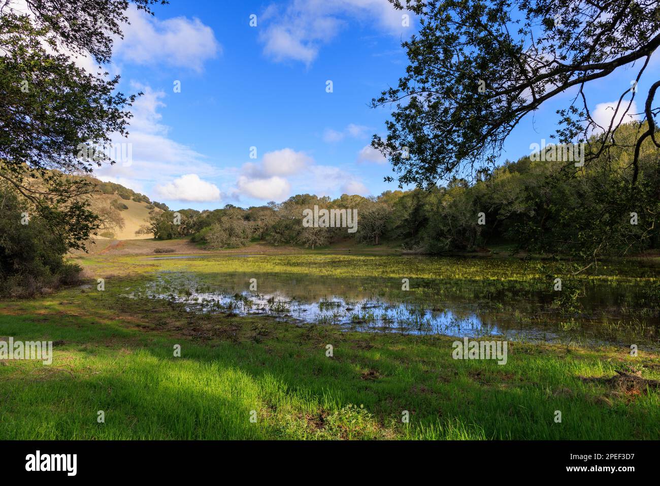 Light clouds and blue sky above marshy pond surrounded by trees in ...