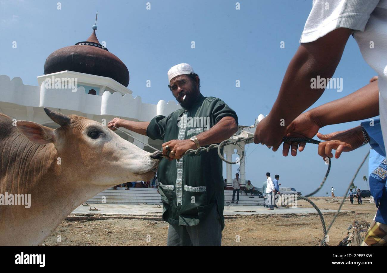 Members of the tsunami-damaged Al-Mafirah mosque prepare a sacrificial ...