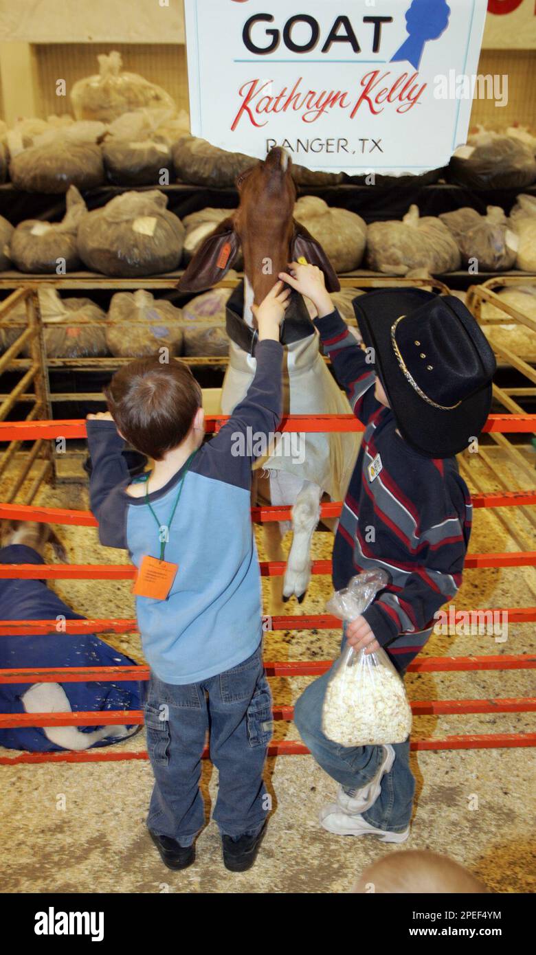 The grand champion goat displayed by Kathryn Kelly of Ranger, Texas ...