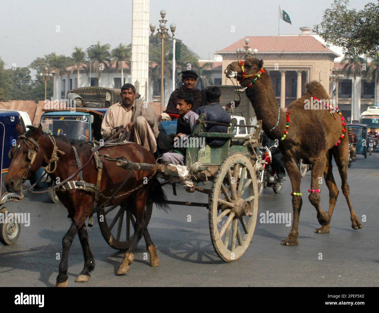 Muslim devotees carry camel for sacrifice, a day ahead of the Muslims ...