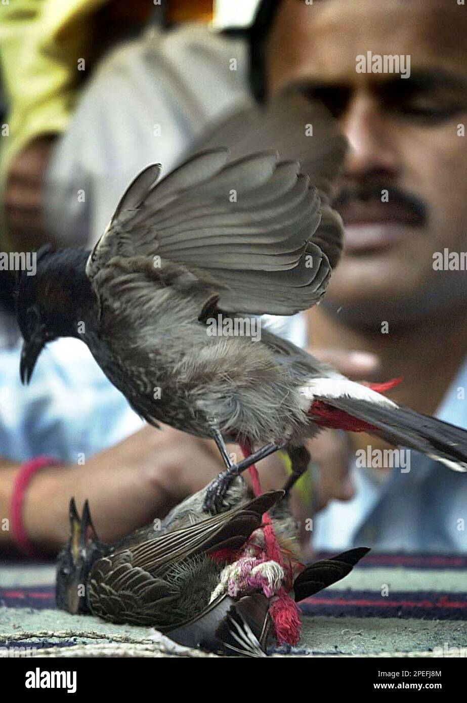 A participant, right, looks on as two Bulbul (Indian nightingale) birds ...