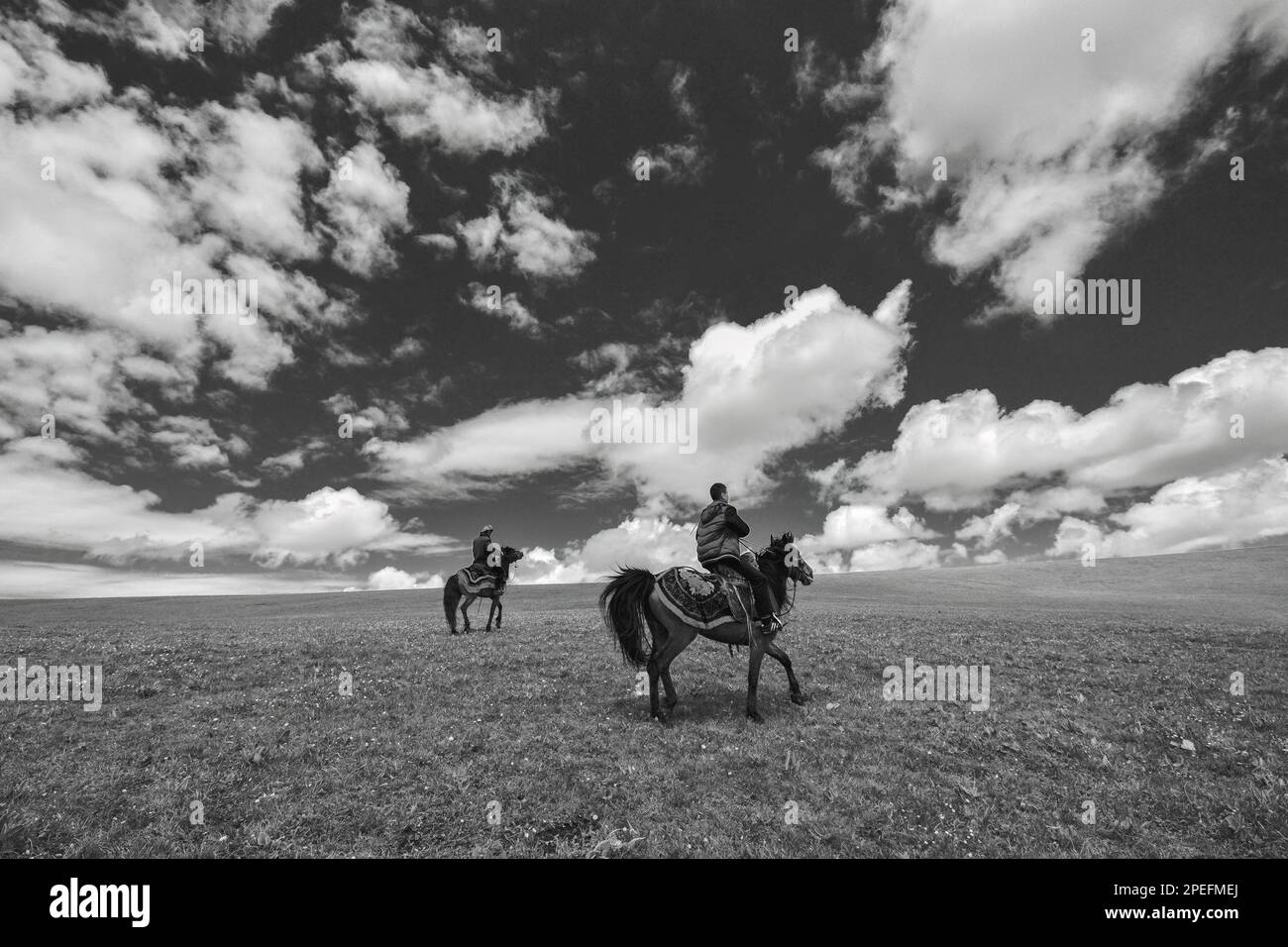 The horses on the Kalajun prairie in Xinjiang are important partners ...
