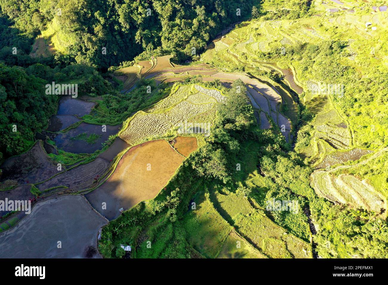 Bird's eye drone shot over the rice terraces of Banaue in the ...