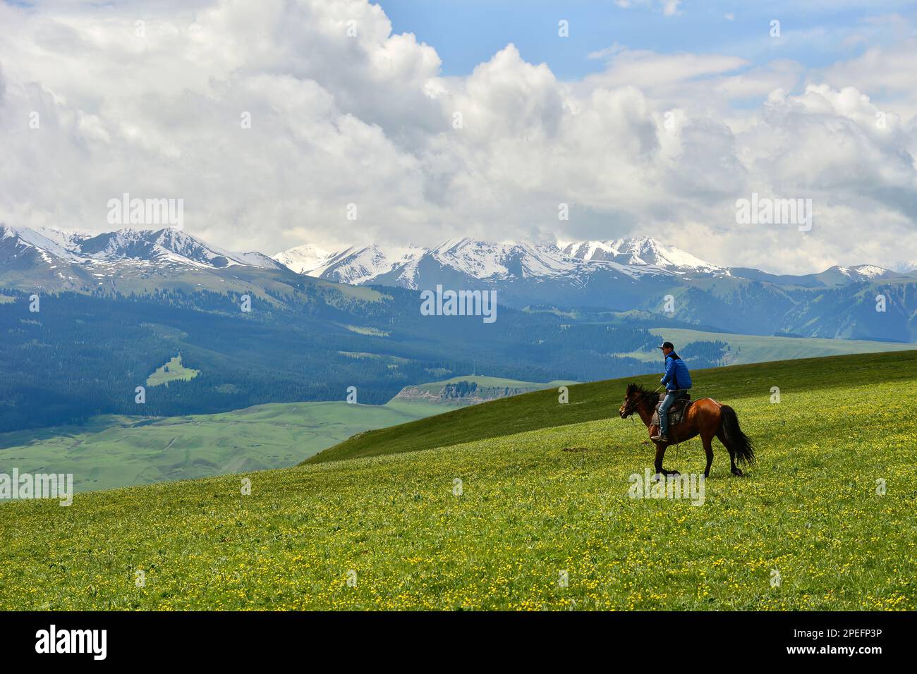 The horses on the Kalajun prairie in Xinjiang are important partners ...