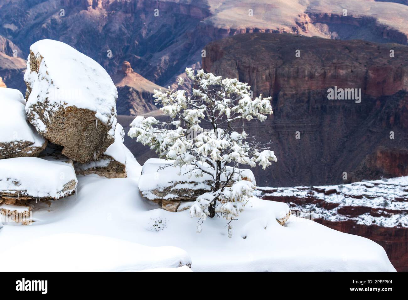 White fir tree grand canyon hi-res stock photography and images - Alamy