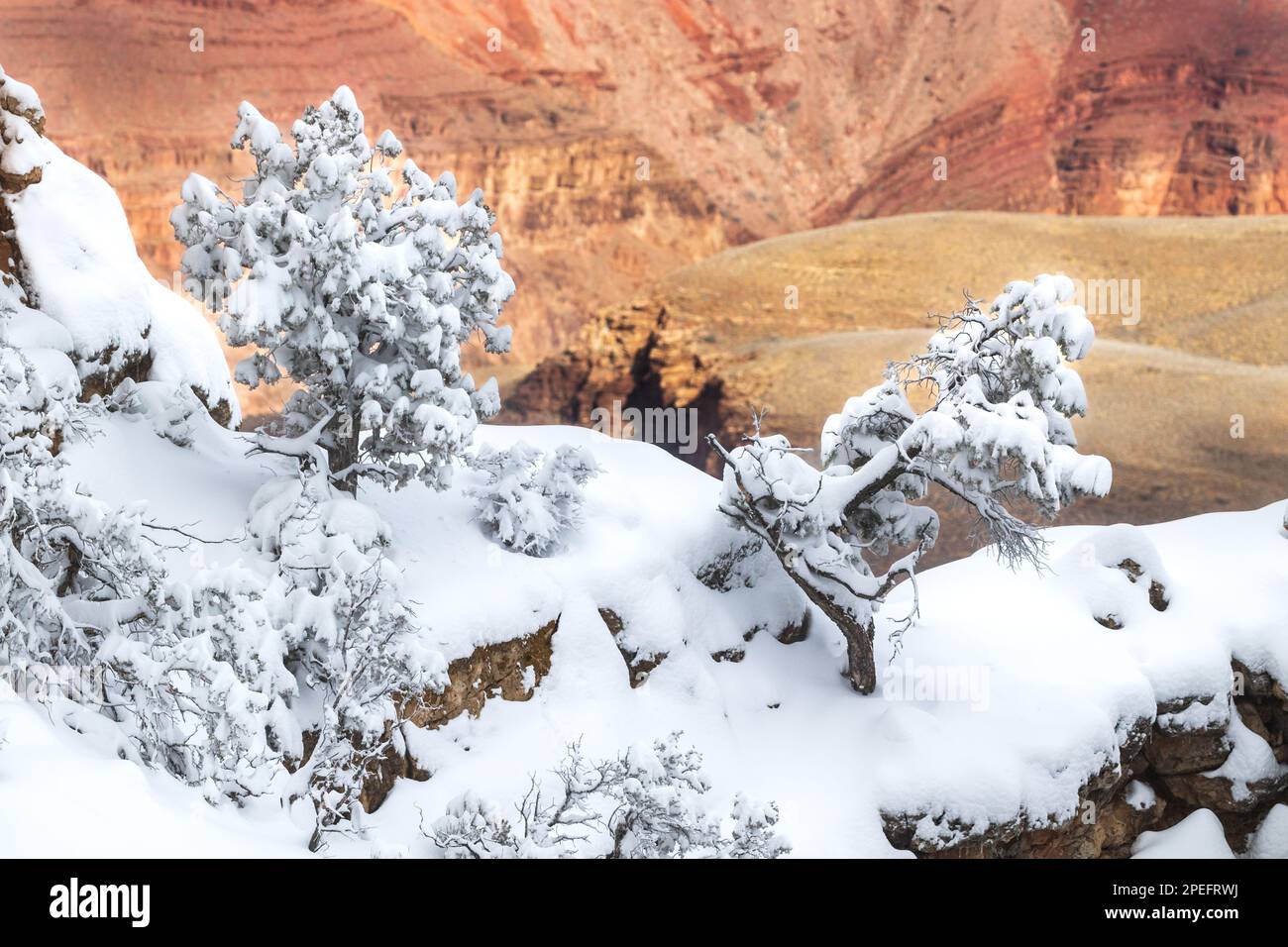 Small fir trees along a rocky ridge, covered with snow at Grand Canyon ...