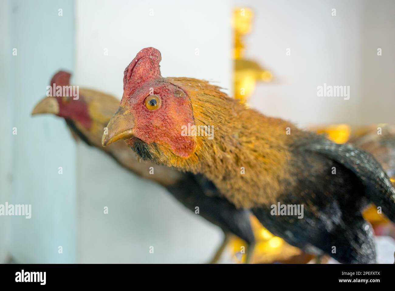 Fake head the hen on white isolated Stock Photo - Alamy