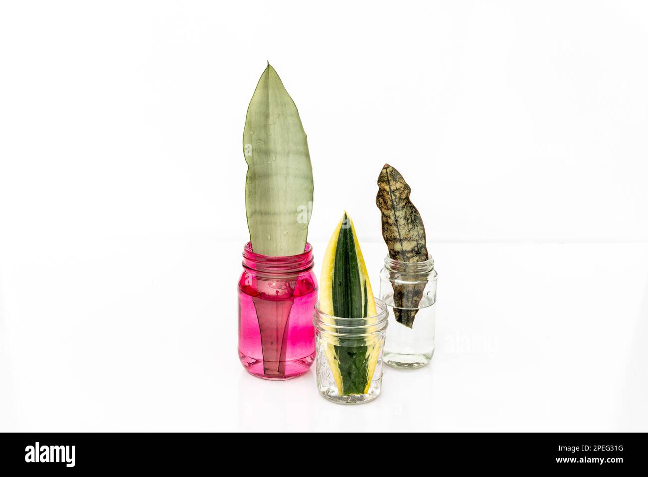 Propagation in water Cut Out Stock Images & Pictures - Alamy