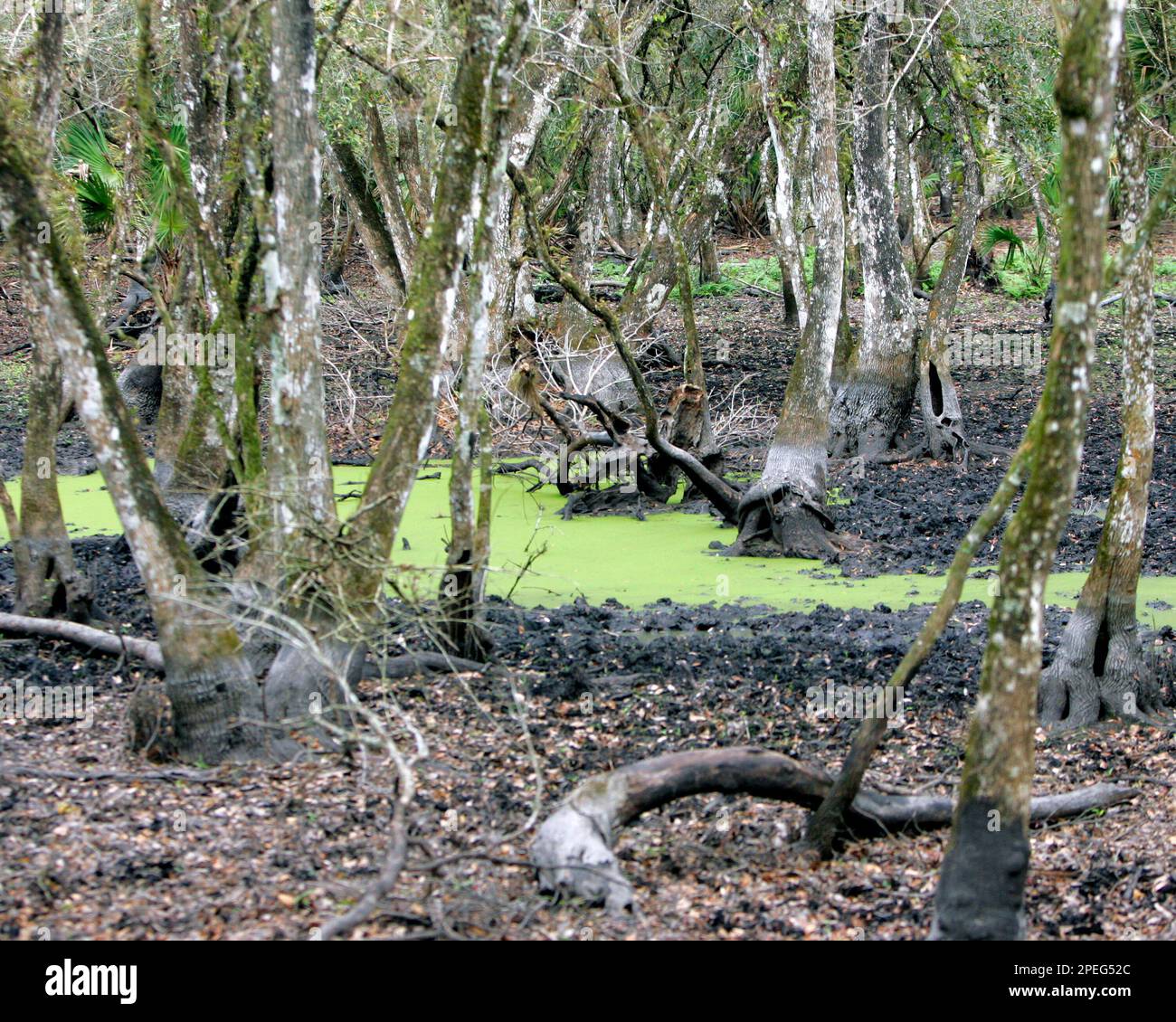 Seen here is a pop ash pond with its characteristically green tint in ...