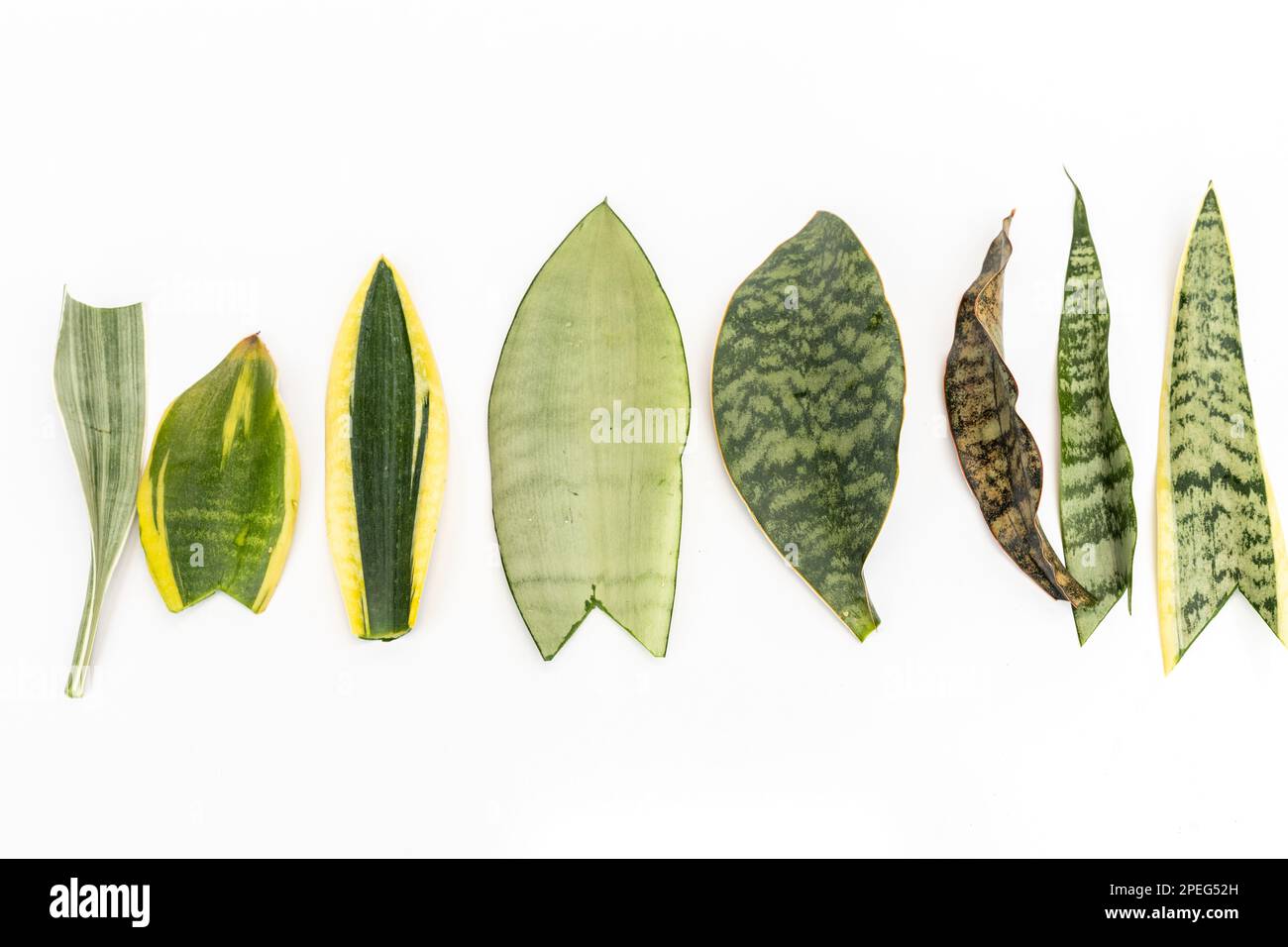 Different snake varieties hi-res stock photography and images - Alamy