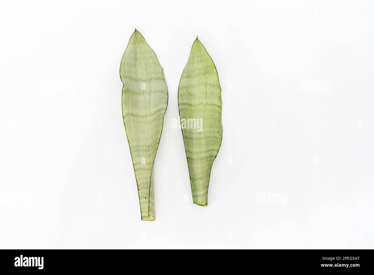 Home view on queen Cut Out Stock Images & Pictures - Alamy