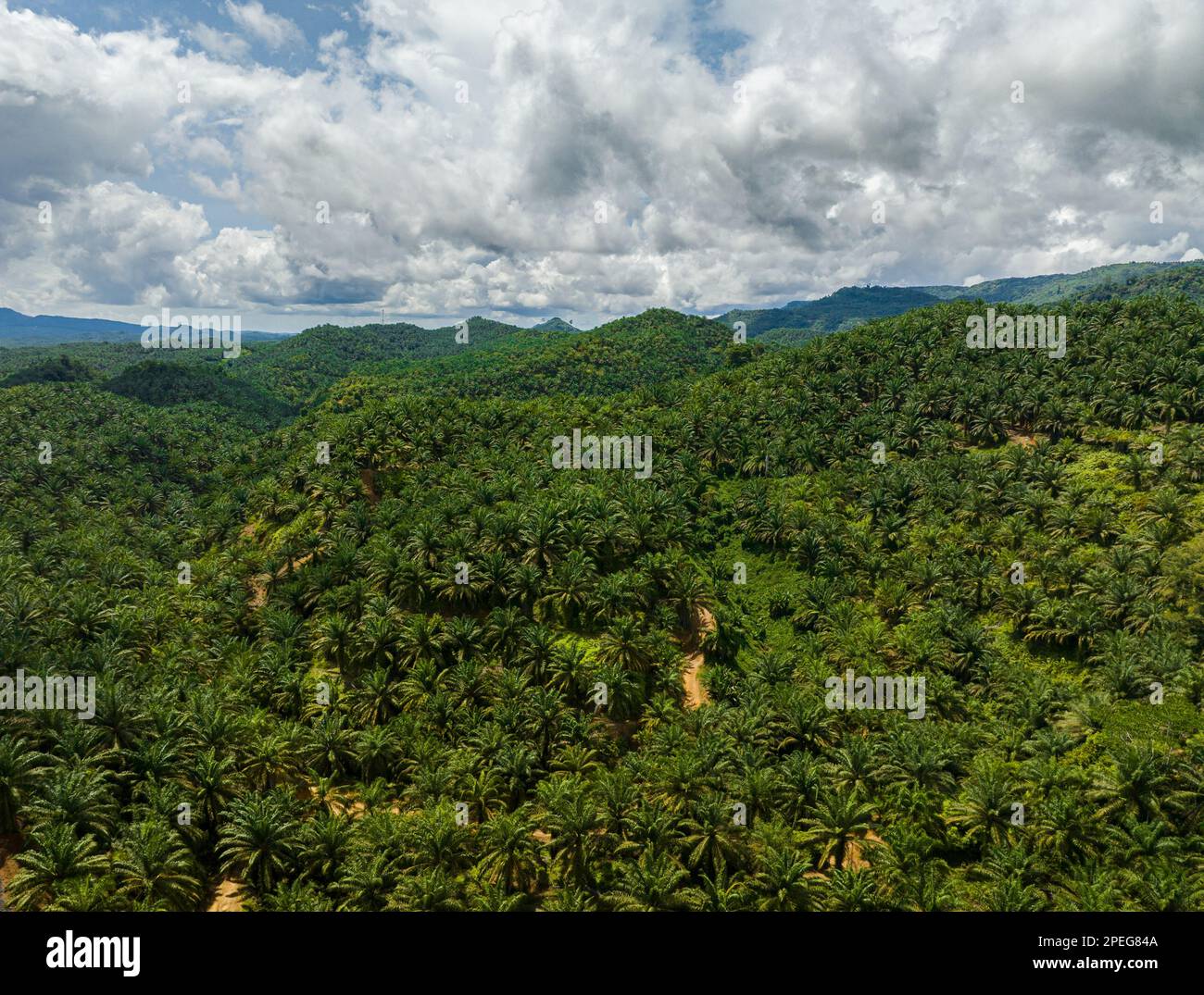 Oil palm plantations in Malaysia. Palm oil estate in Borneo Stock Photo ...