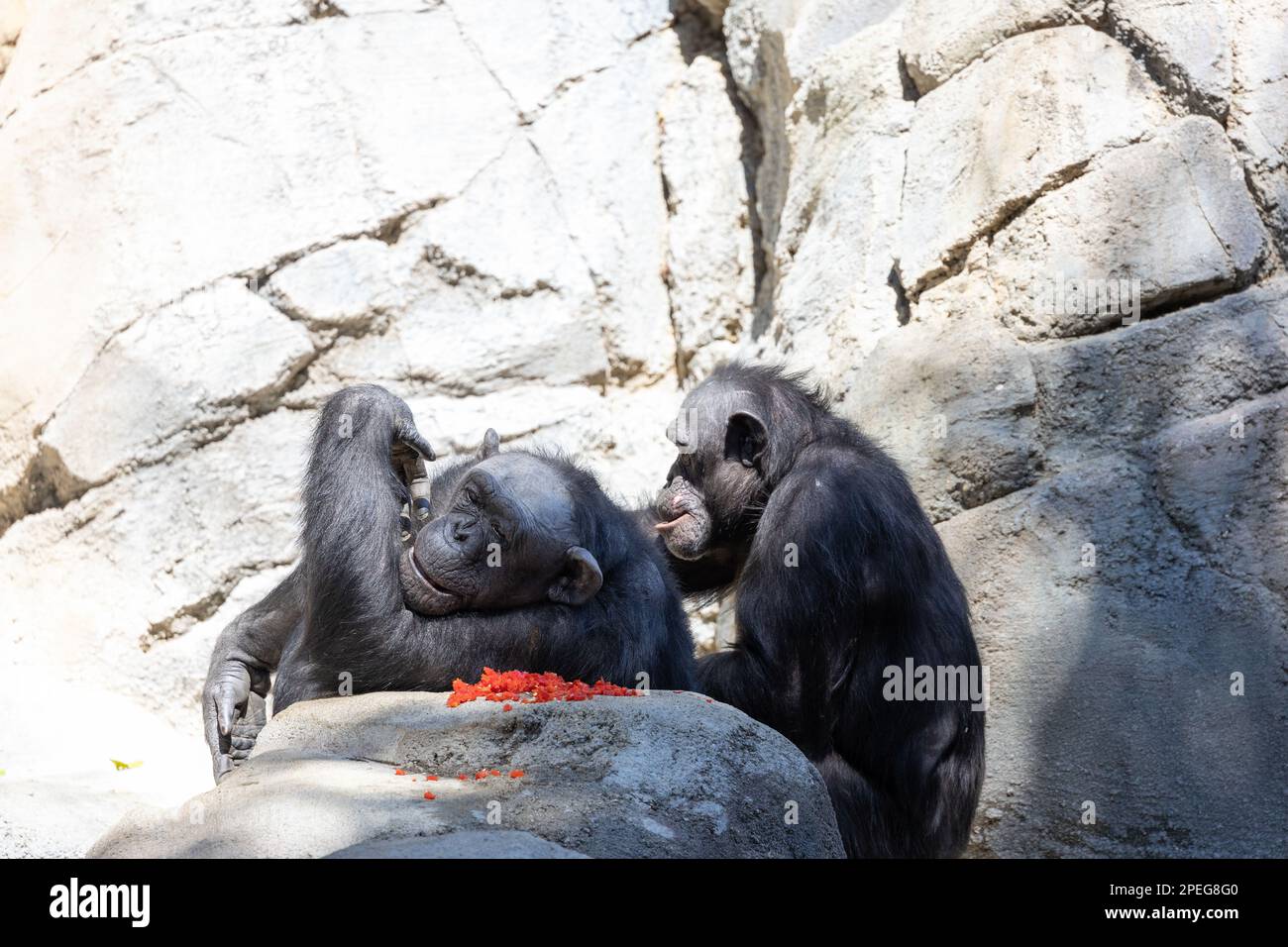 A chimpanzee grooming another chimpanzee Stock Photo - Alamy
