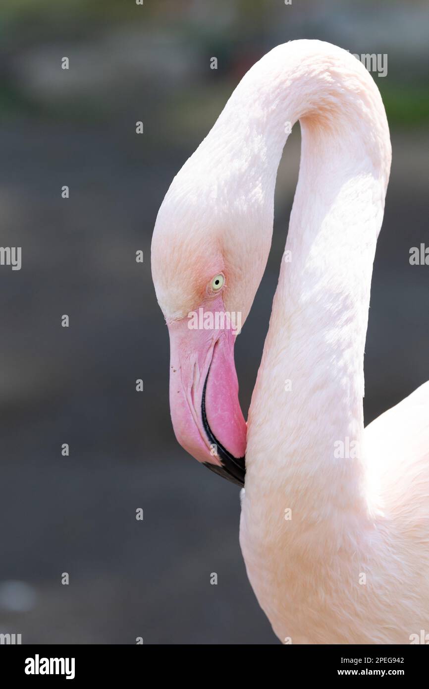 Close-up of the curve of a flamingo neck Stock Photo - Alamy