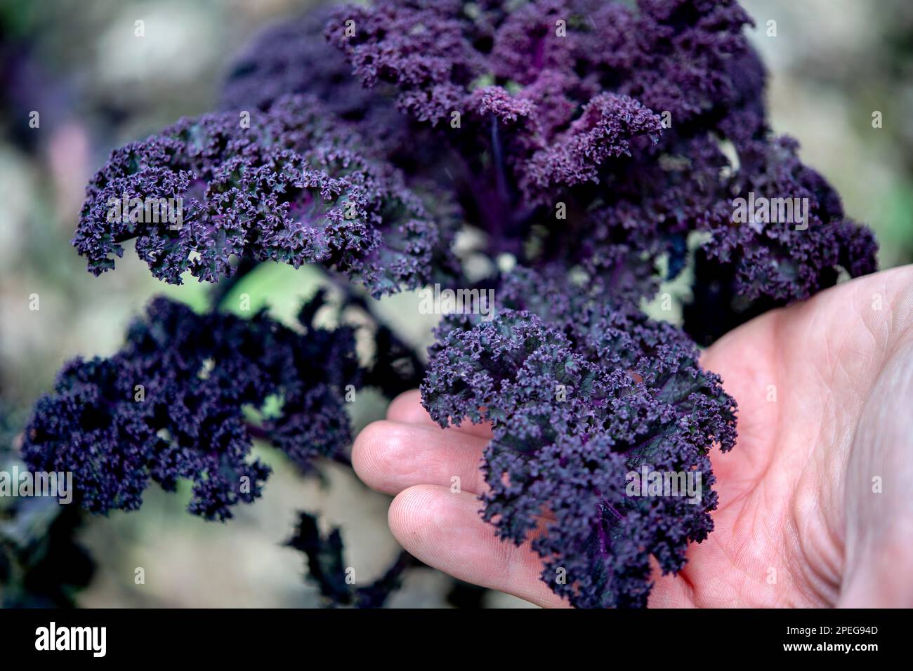 Kale redbor hi-res stock photography and images - Alamy