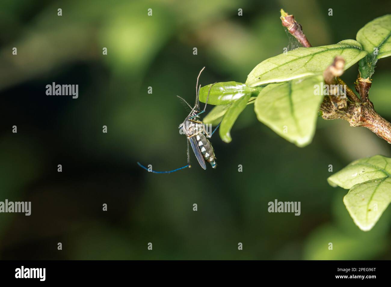 Entomology photos hi-res stock photography and images - Alamy