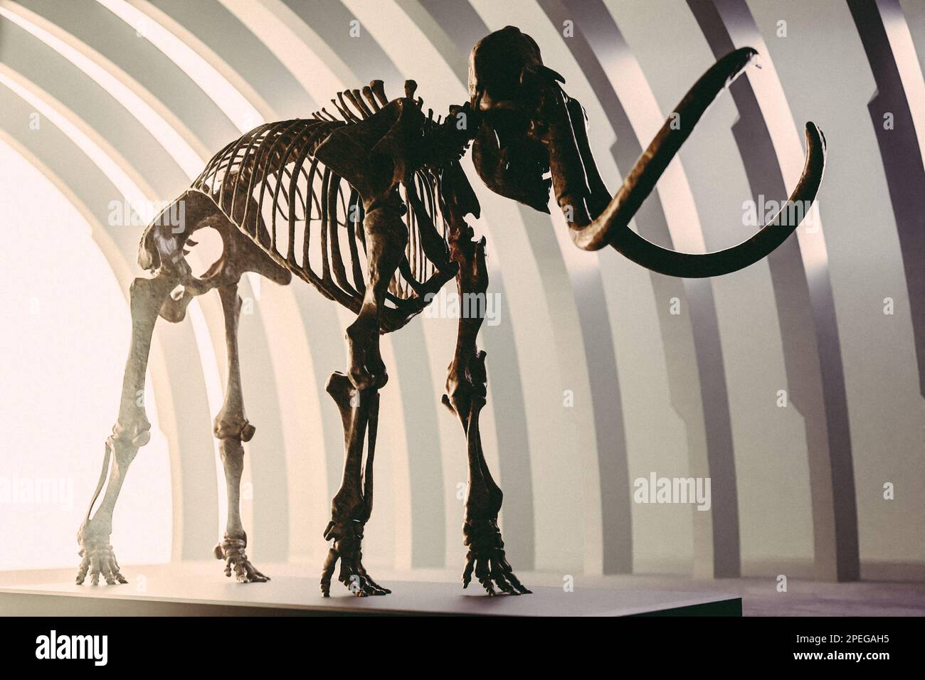 Scan of a complete woolly mammoth skeleton, specimen from the ...