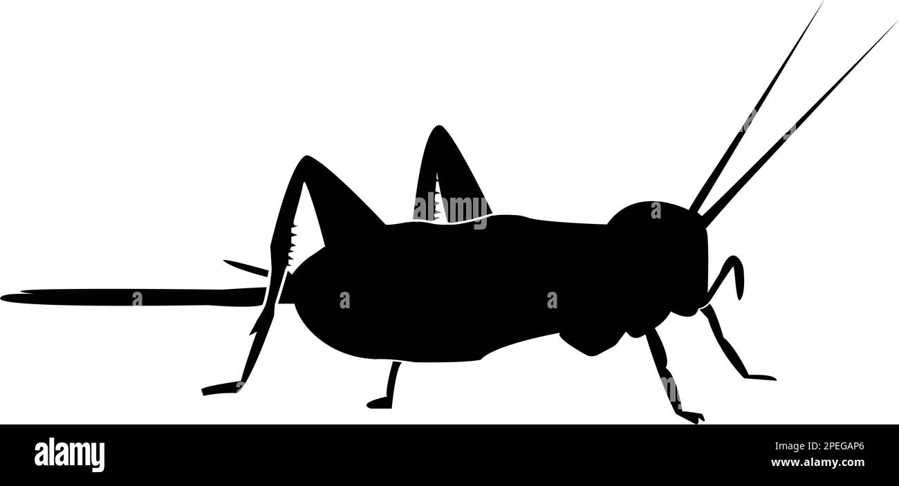 Cricket insect Stock Vector Images - Alamy