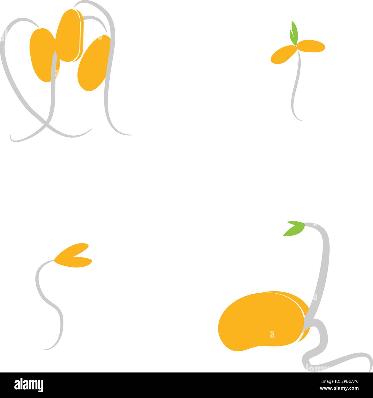 Green bean flower plant Stock Vector Images - Alamy