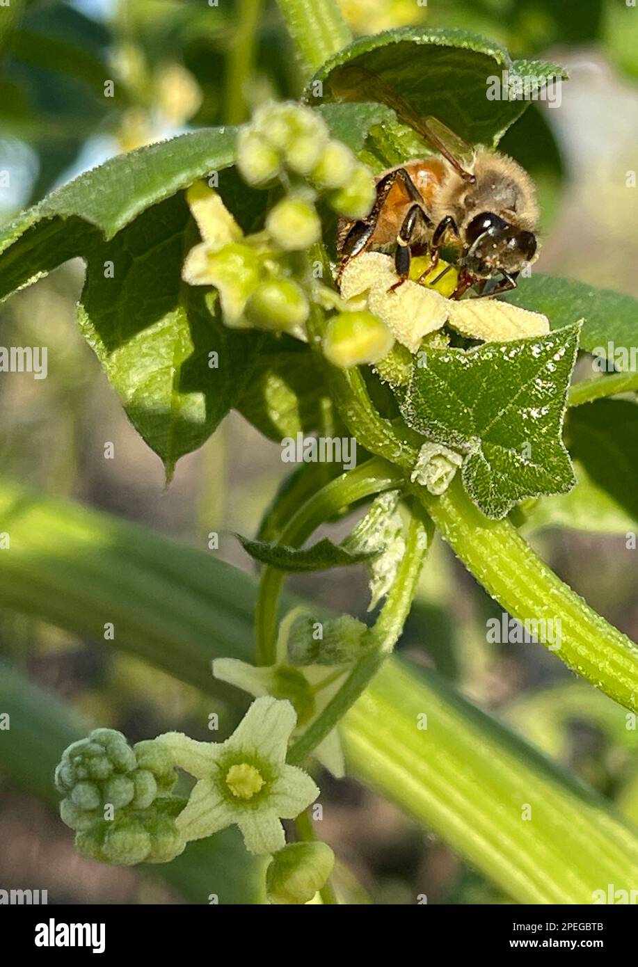 Pollen press hi-res stock photography and images - Alamy