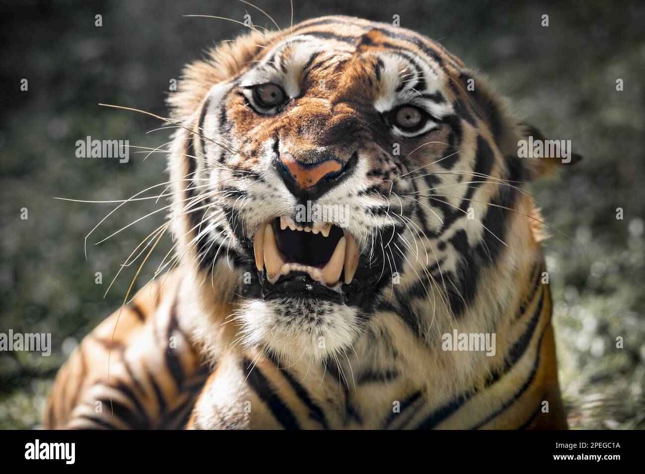 Angry tiger hi-res stock photography and images - Alamy