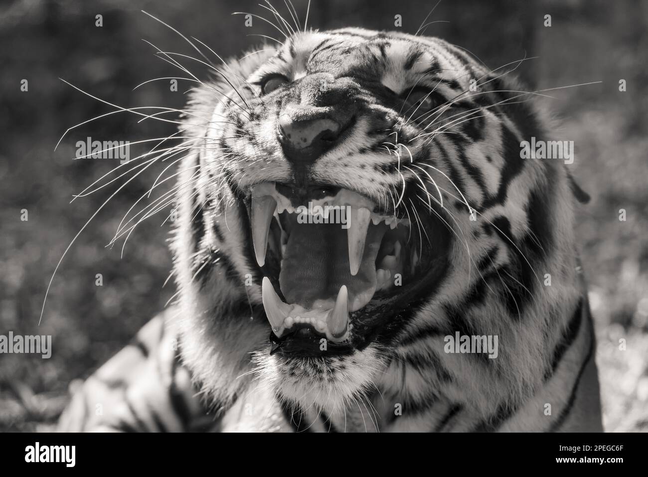 Big bengal tiger growls angry zoo black and white Stock Photo - Alamy