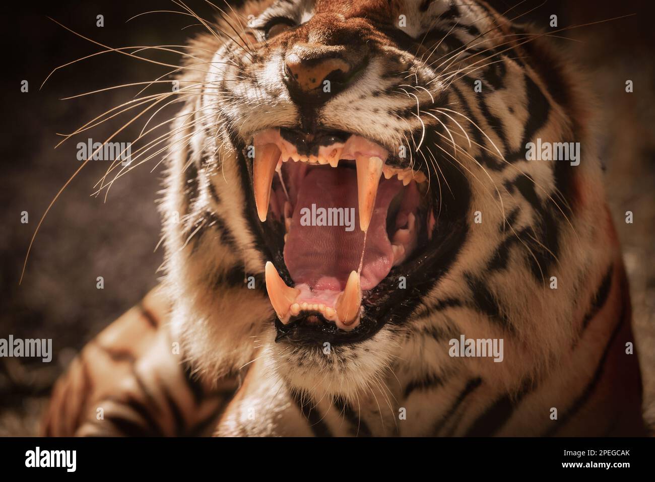 Big bengal tiger growls mouth closeup angry style zoo Stock Photo - Alamy