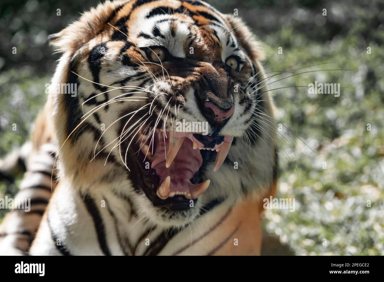 Big bengal tiger growls angry zoo Stock Photo - Alamy