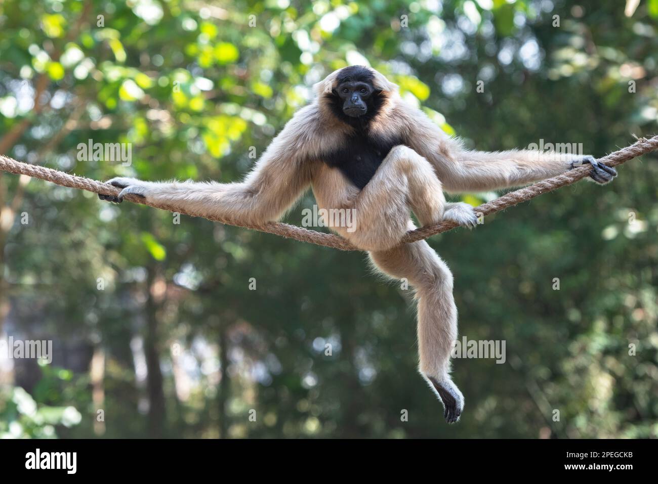 Adult pileated gibbon male sits on a rope zoo Stock Photo - Alamy