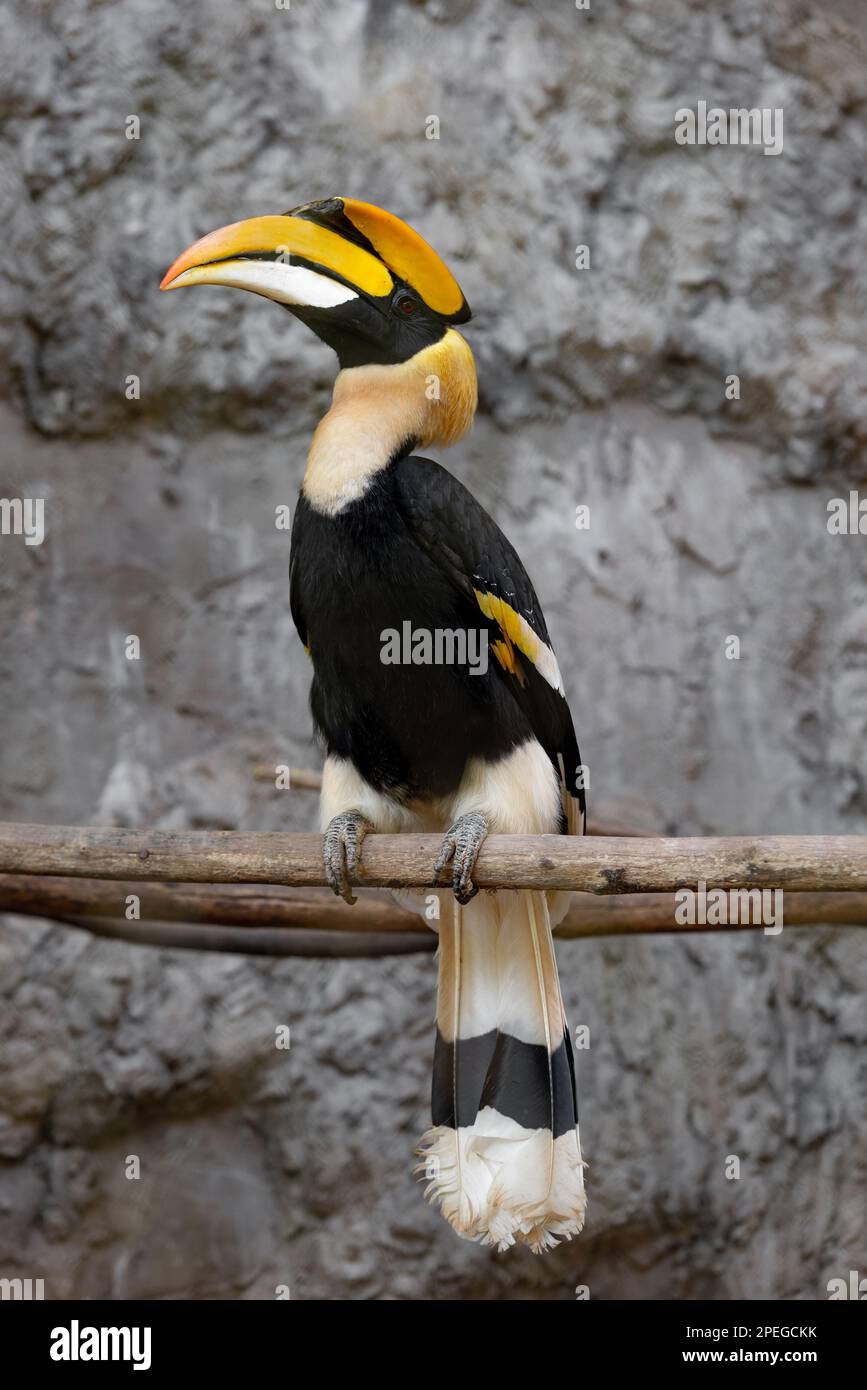 Great hornbill bird bright yellow and black casque sits on branch Stock ...