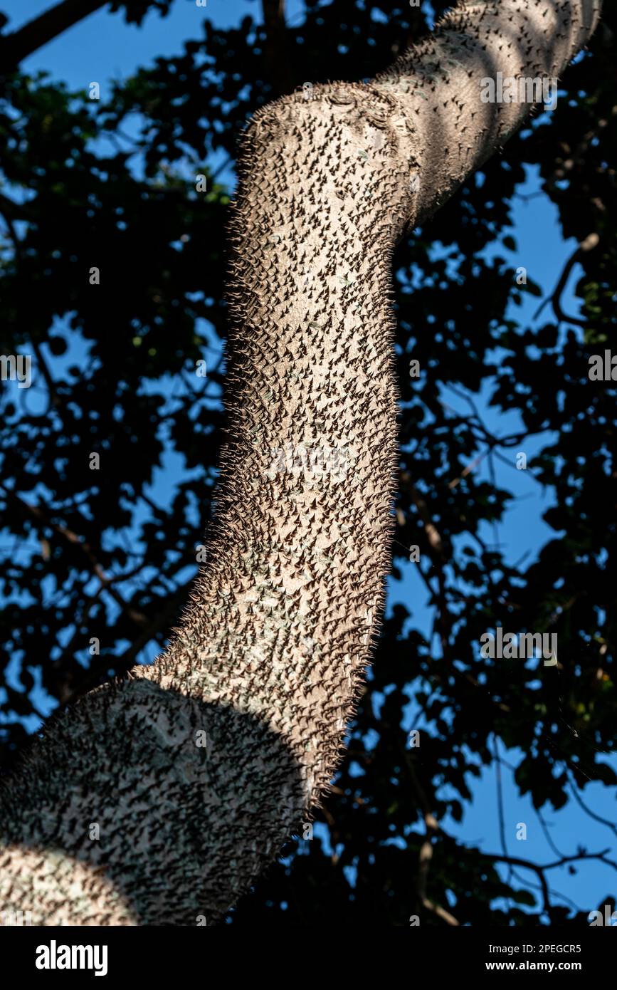 Sandbox tree hi-res stock photography and images - Alamy