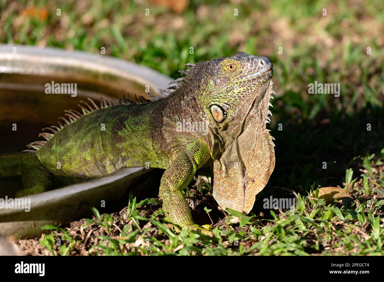 Big green iguana cools down in water basin washbowl zoo Thailand Stock ...