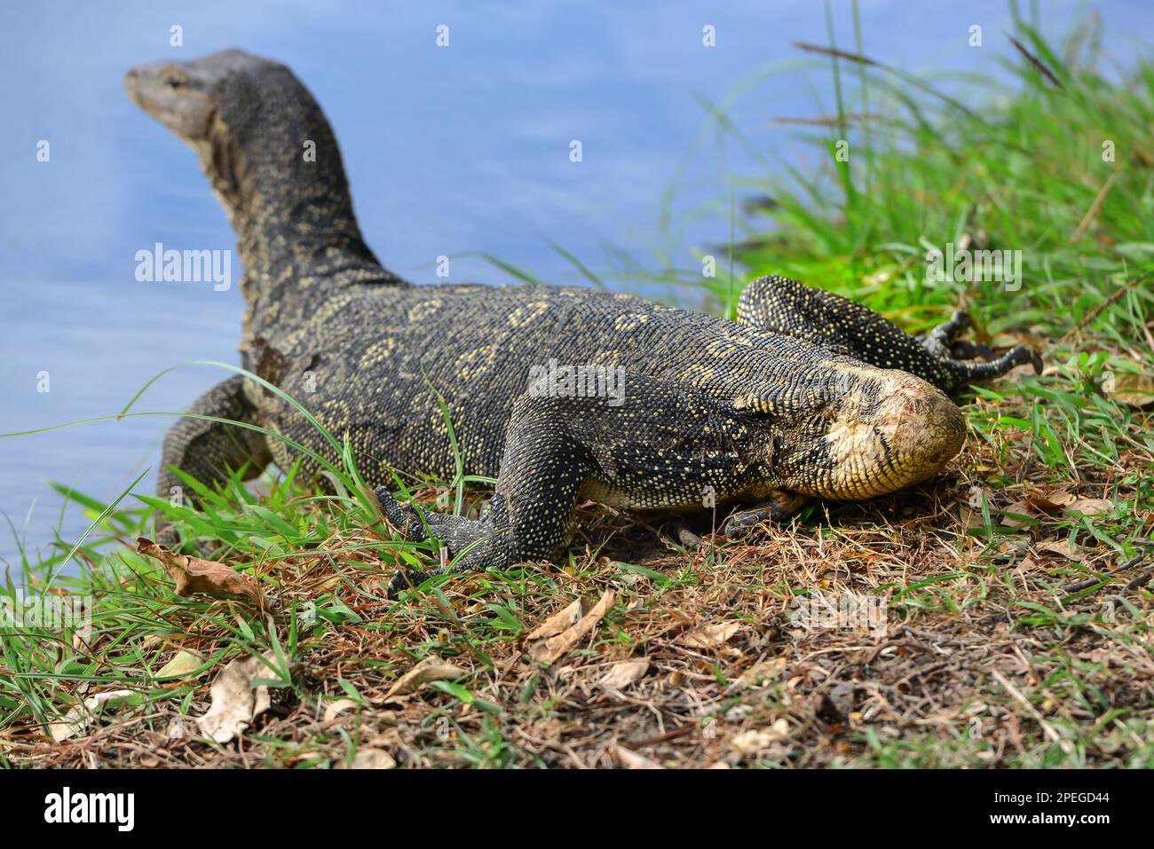 Giant lizard get hurt in a fight deformed tail Lumpini national park ...