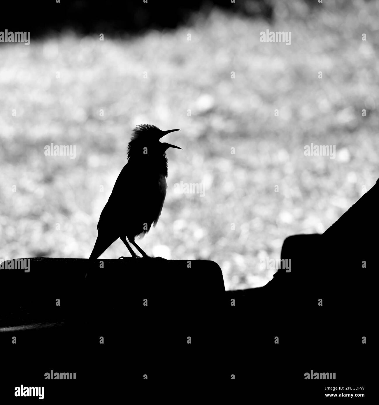 Small black-collared starling silhouette tweet in the morning black and ...