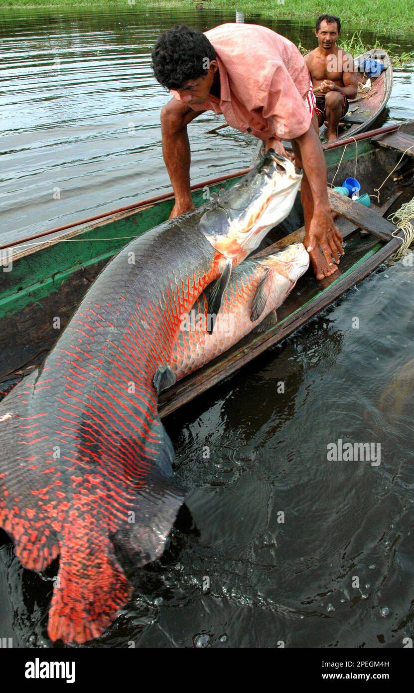 A man shows two "pirarucu" during a fishing trip in the Mamirau ...