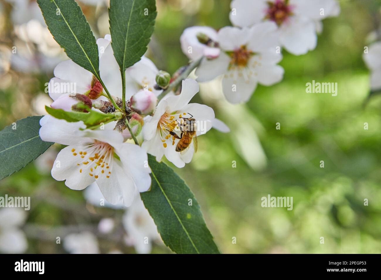 Almond flowers closeup. Flowering branches of an almond tree in an ...