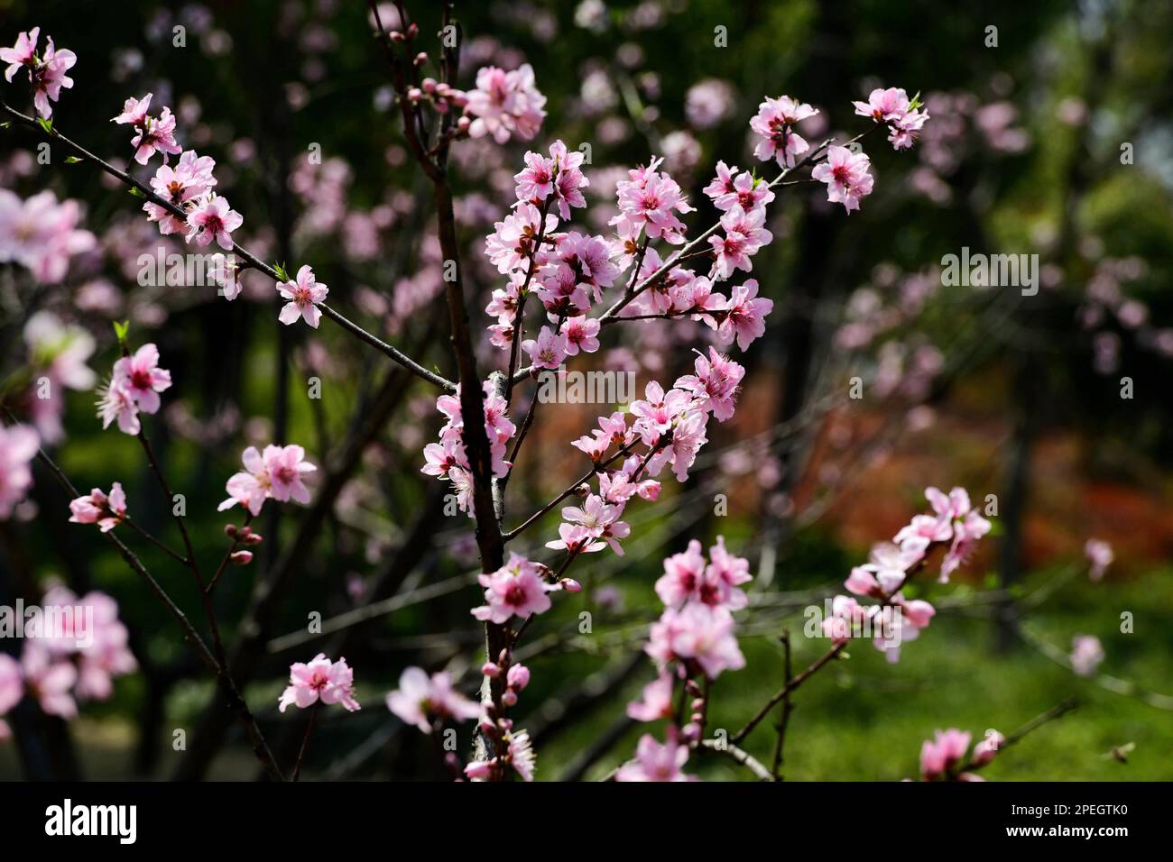 Pictures Of Spring Flowers In Full Bloom