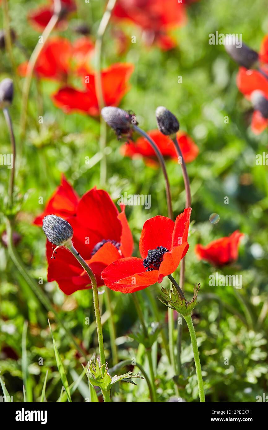 Wild red anemone flowers blooms close-up in spring. Desert of the Negev ...