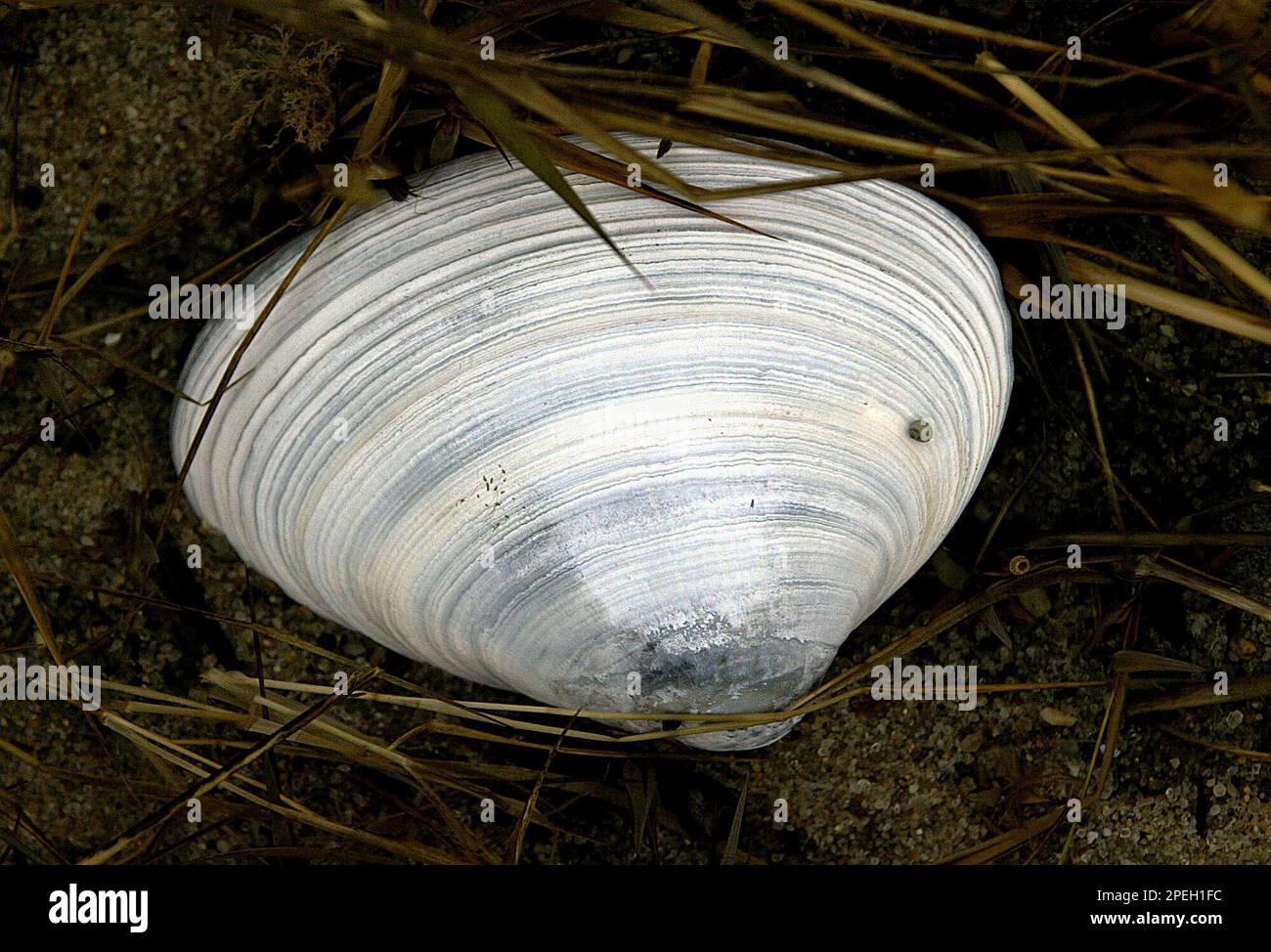 A large sea clam's shell, bleached white by the sun, is visible during ...